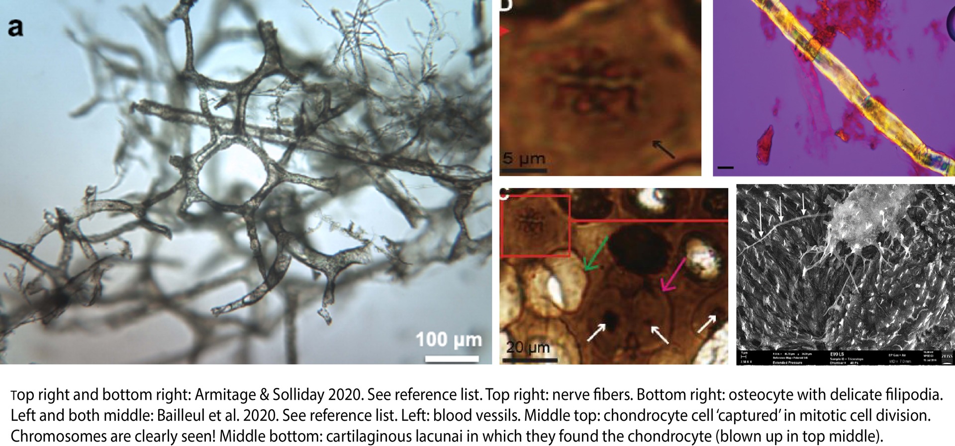 Dinosaur soft tissues: can AGEs and ALEs really preserve flesh for two ...